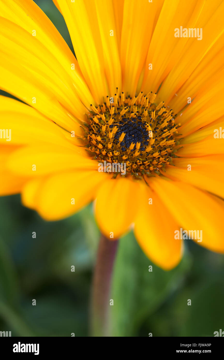 Arctotis Daisy Deep Yellow Stock Photo - Alamy