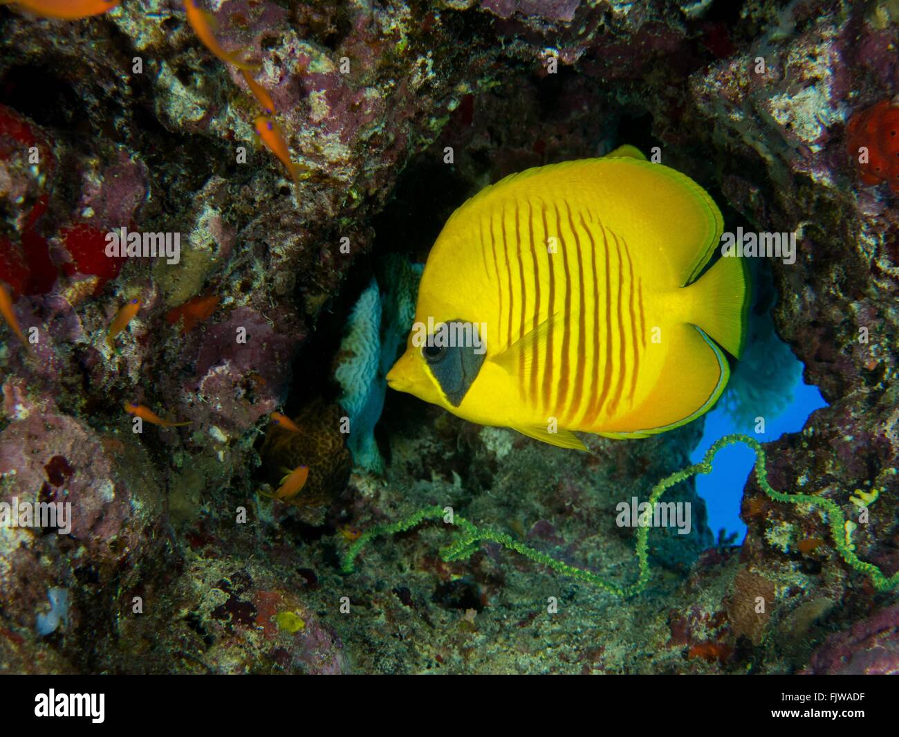 Fish underwater close up hi-res stock photography and images - Alamy
