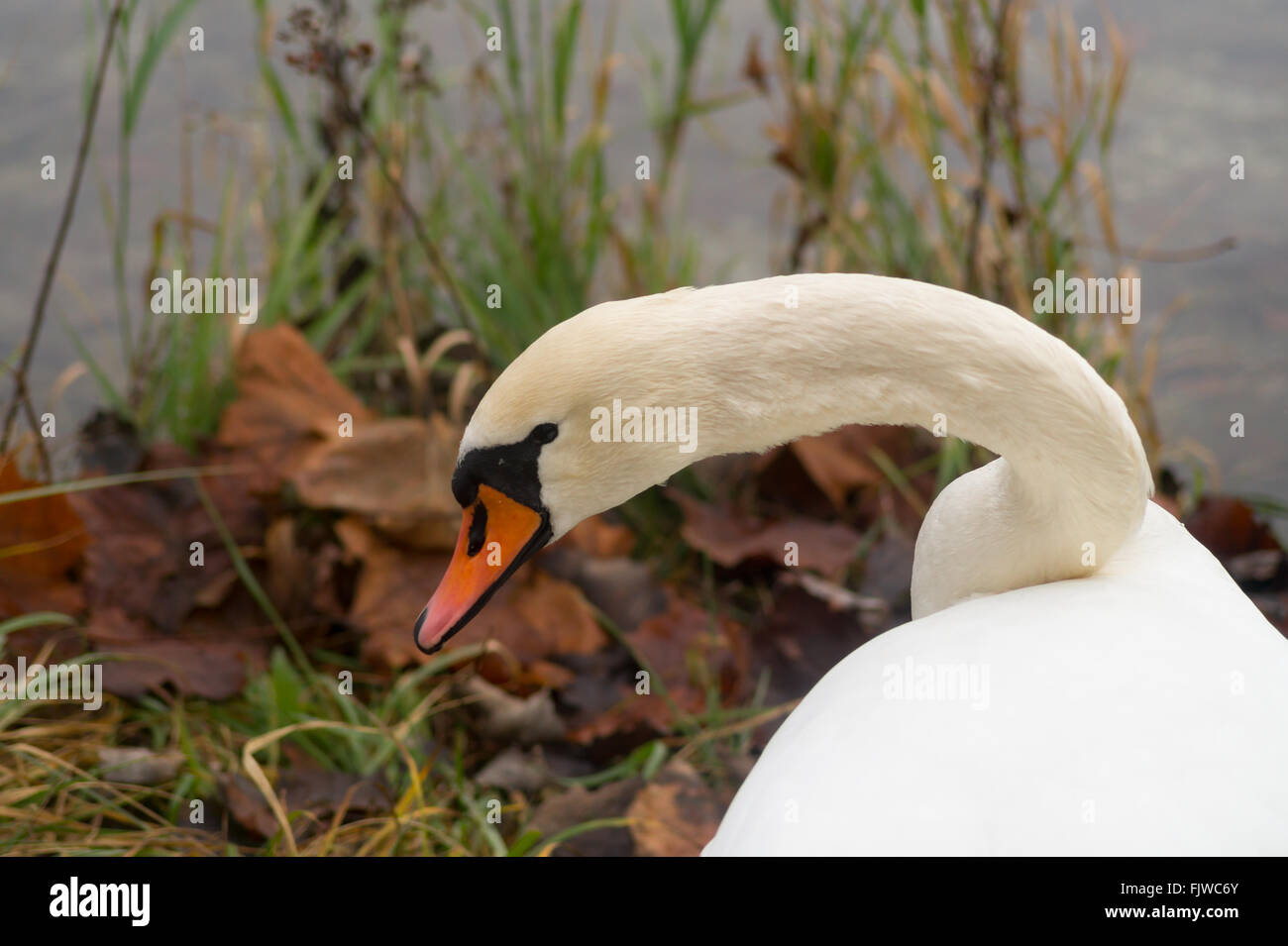 Side Swan Animals In Wild High Resolution Stock Photography and Images ...