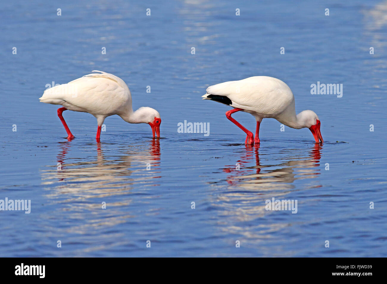 American White Ibis, adult couple searching for food in water, Sanibel ...