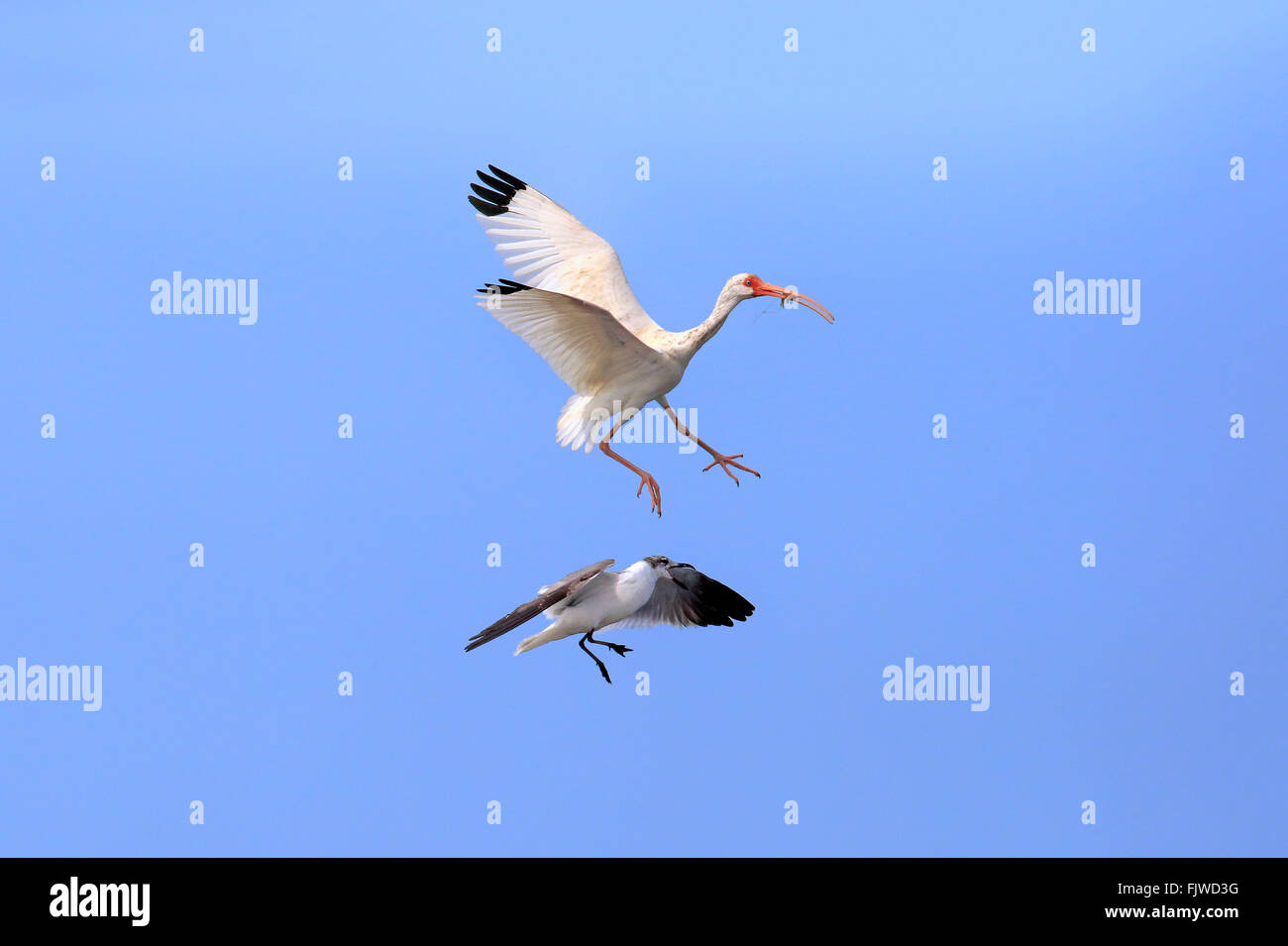 Flying american ibis eudocimus hi-res stock photography and images - Alamy