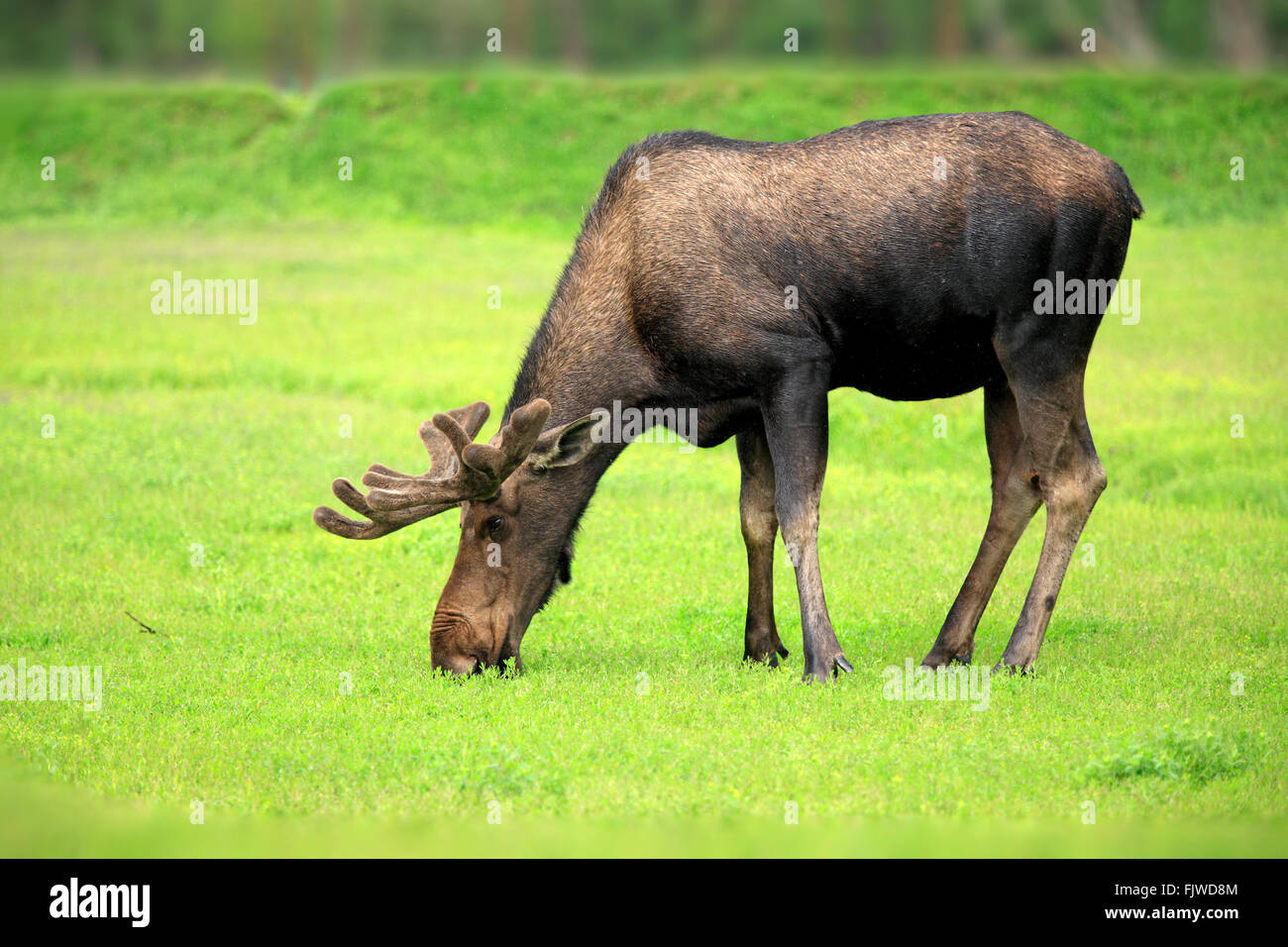 Moose, adult male feeding, Alaska Wildlife Conversation Center ...