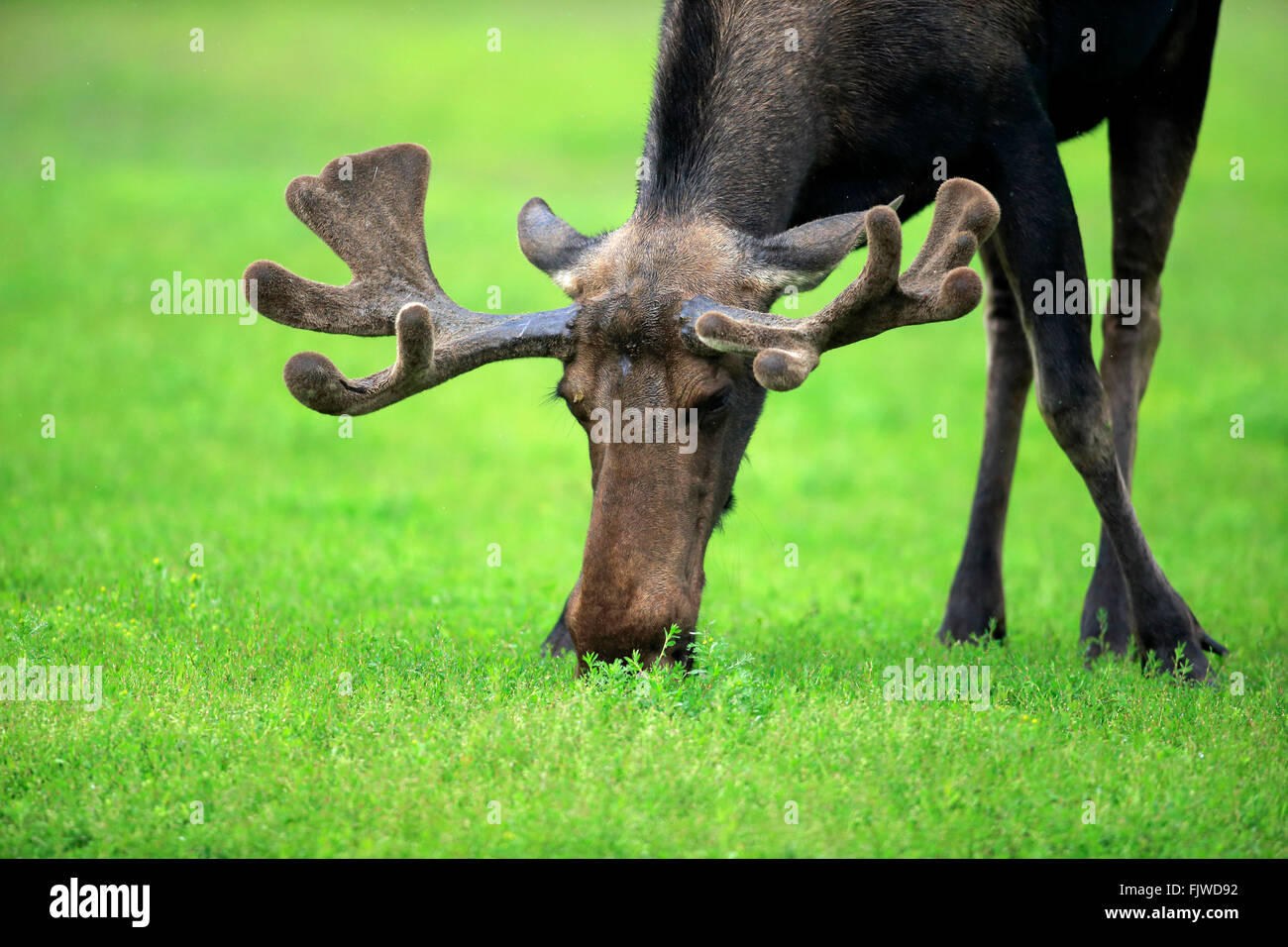 Moose, adult male feeding, portrait, Alaska Wildlife Conversation ...