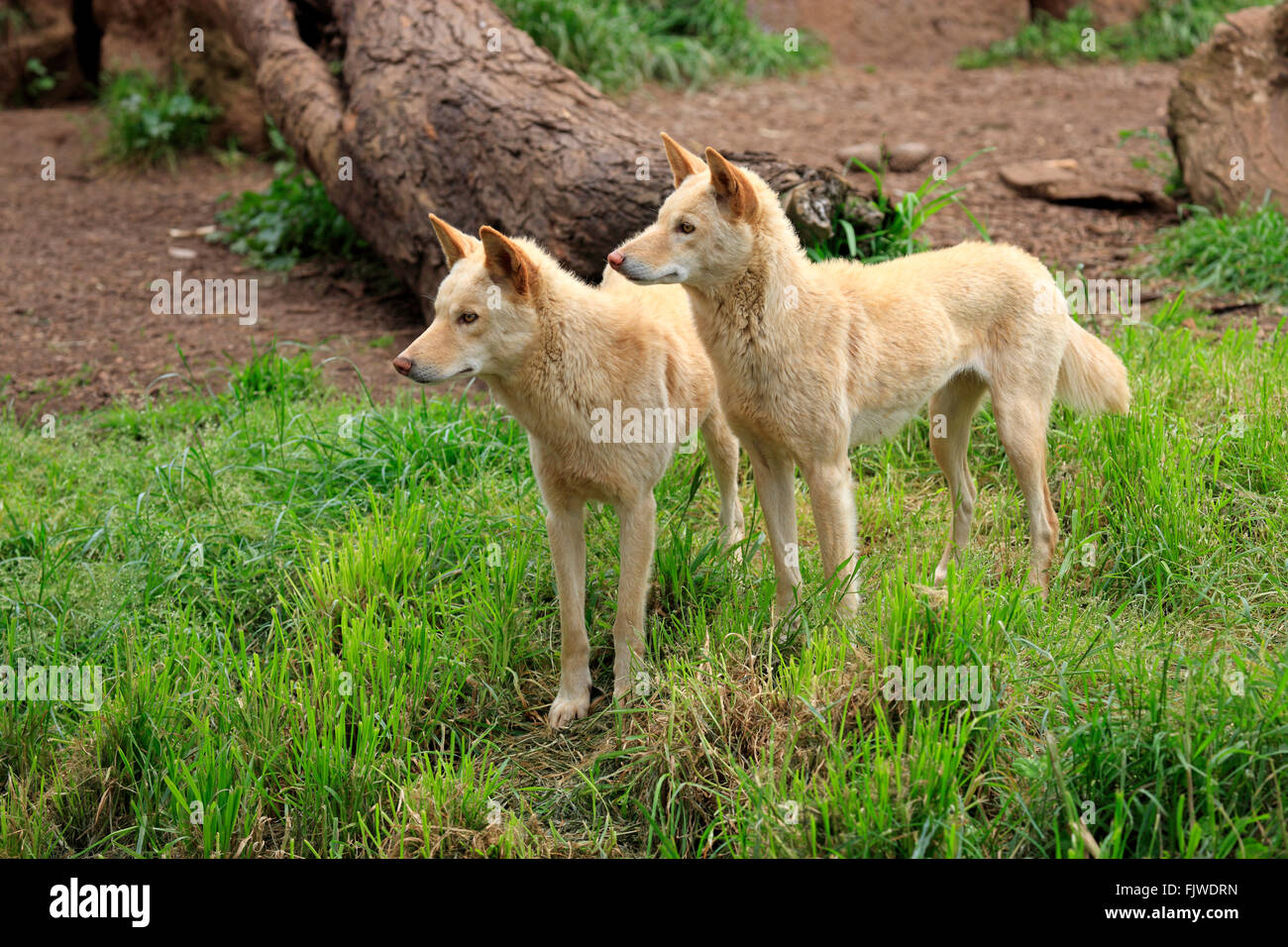 Dingo, couple, Australia / (Canis familiaris dingo Stock Photo - Alamy