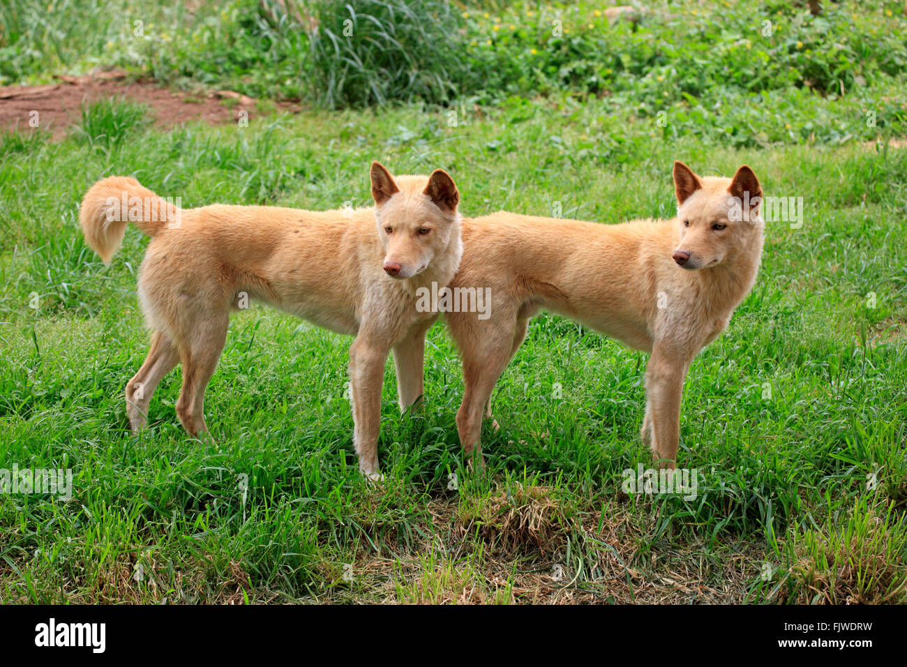 Dingo, couple, Australia / (Canis familiaris dingo Stock Photo - Alamy