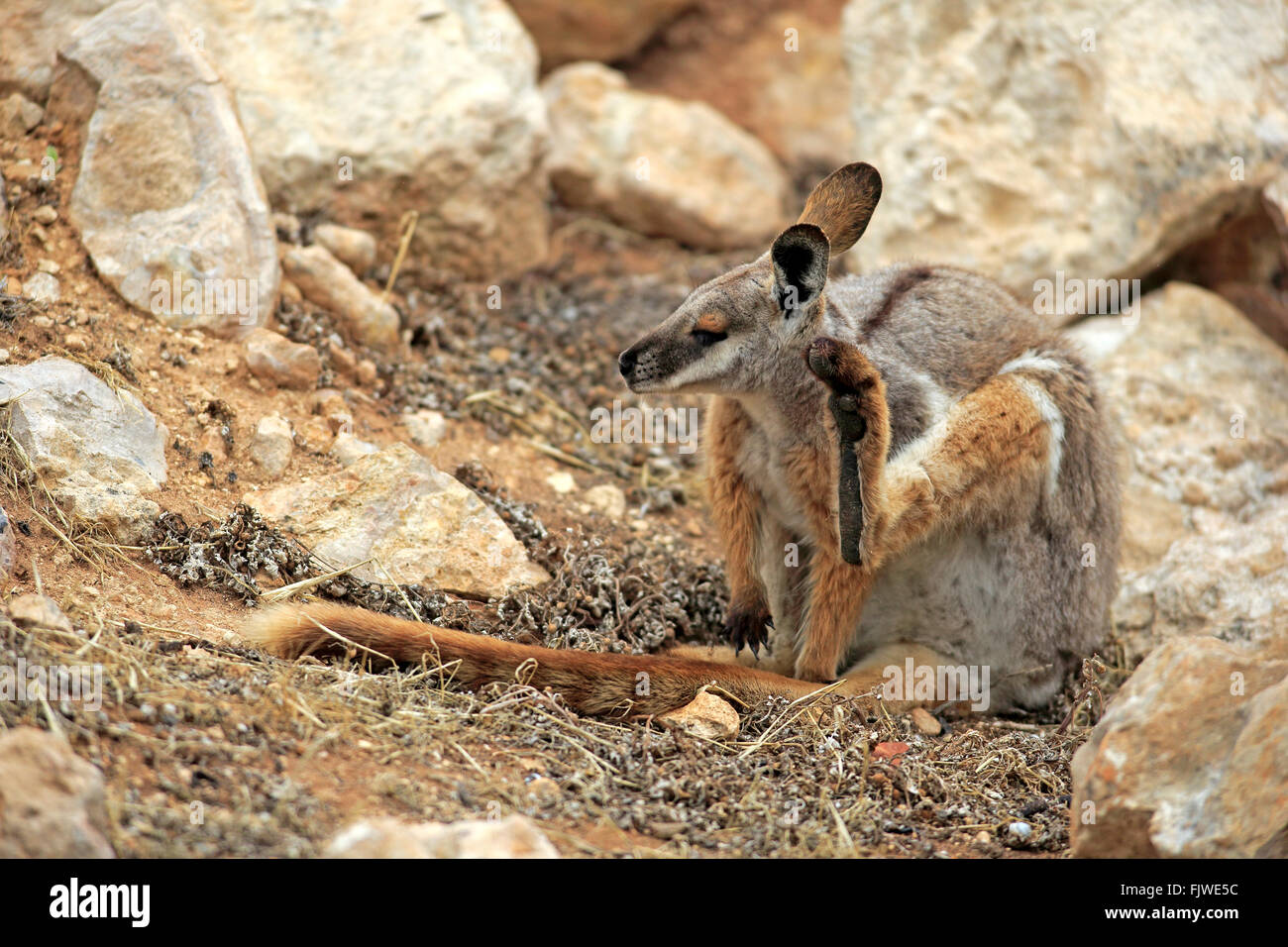 Yellow-footed Rock Wallaby, adult, Australia / (Petrogale xanthopus ...