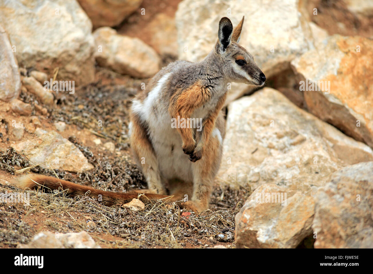 Yellow-footed Rock Wallaby, Australia / (Petrogale xanthopus Stock ...