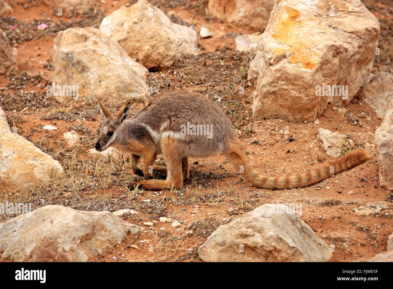 Yellow-footed Rock Wallaby, Australia / (Petrogale xanthopus Stock ...