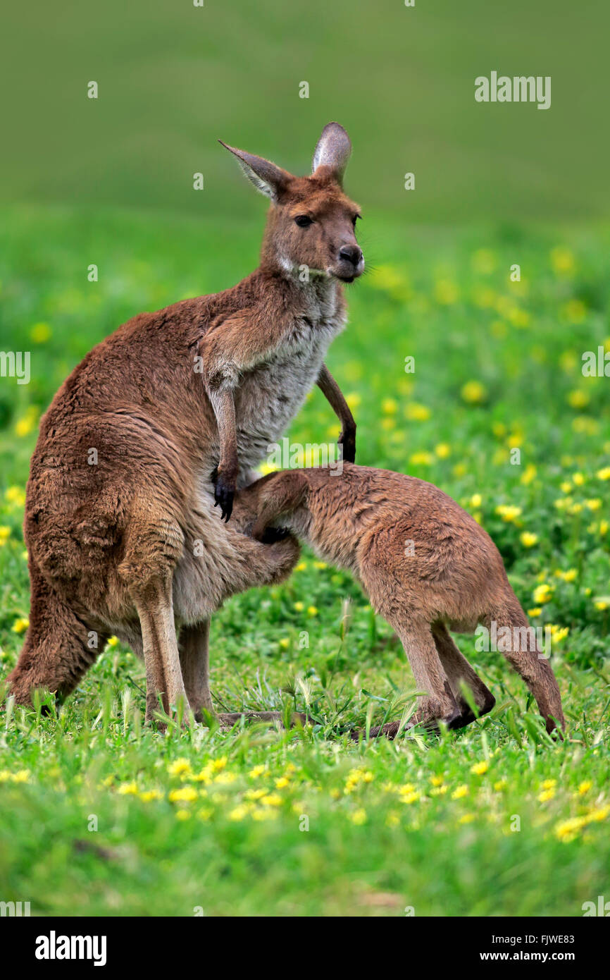 Kangaroo Island Kangaroo, female with young, South Australia, Australia ...