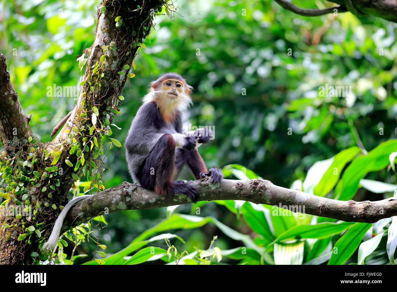Douc langur hi-res stock photography and images - Alamy