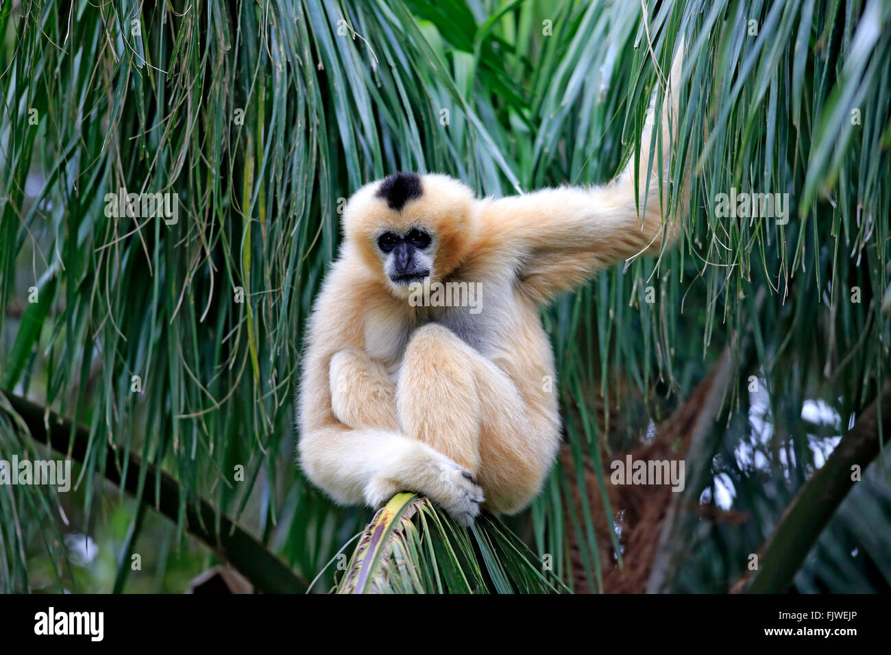 Northern White-Cheeked Gibbon, adult female, Asia / (Nomascus ...