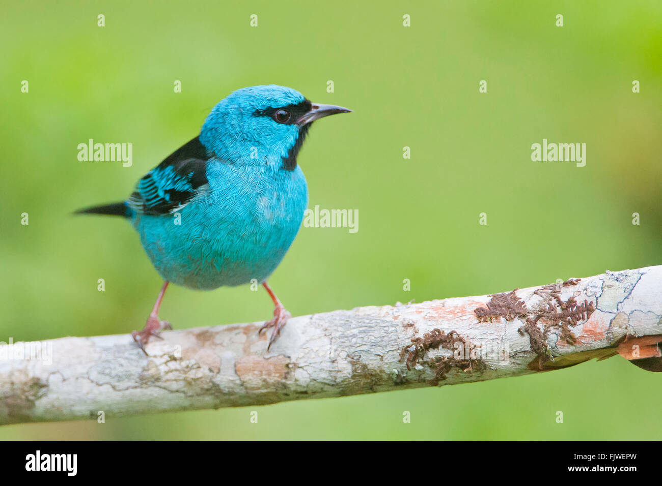 Blue Dacnis (Dacnis cayana) male on a branch in garden, Itanhaem ...
