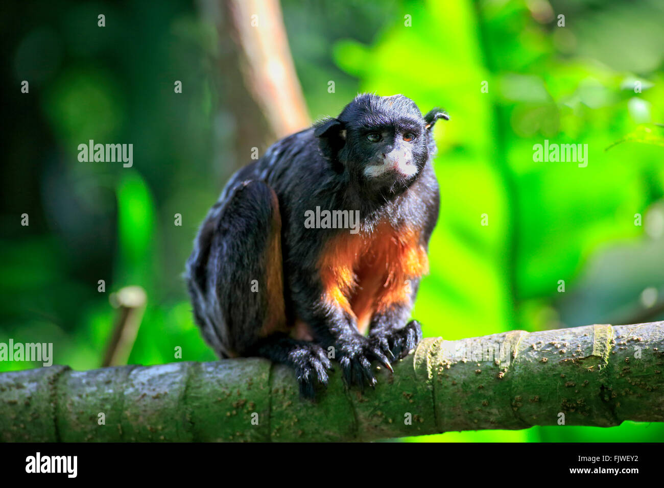 Red Bellied Tamarin, South America / (Saguinus labiatus Stock Photo - Alamy