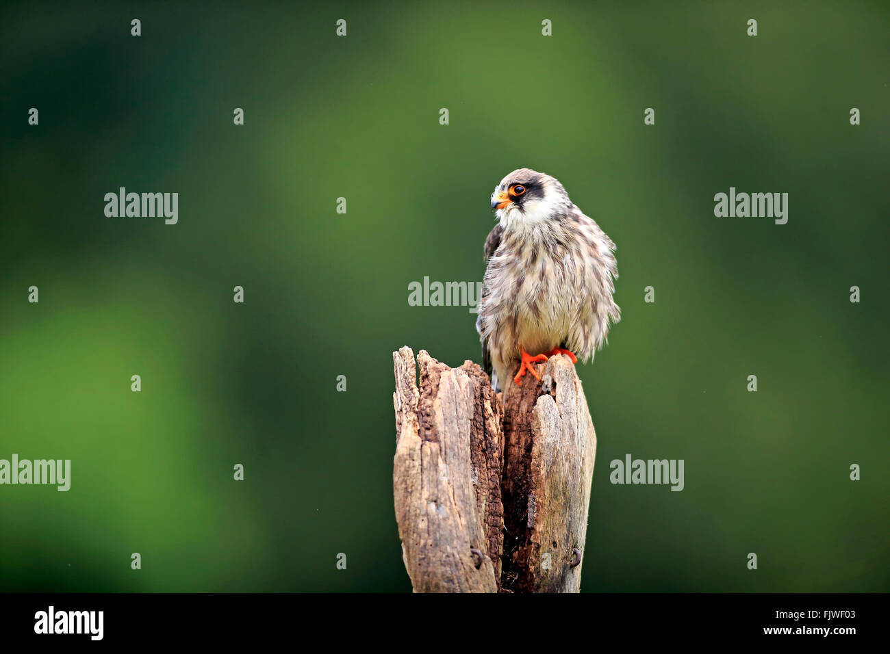 Western Red Footed Falcon, Europe / (Falco vespertinus Stock Photo - Alamy