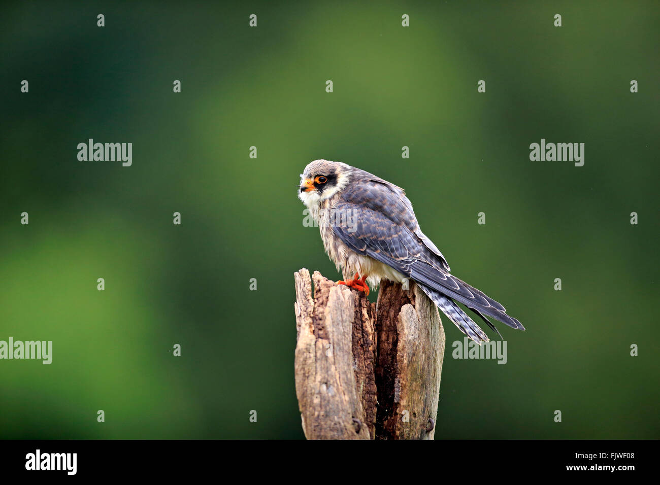 Western Red Footed Falcon, Europe / (Falco vespertinus Stock Photo - Alamy