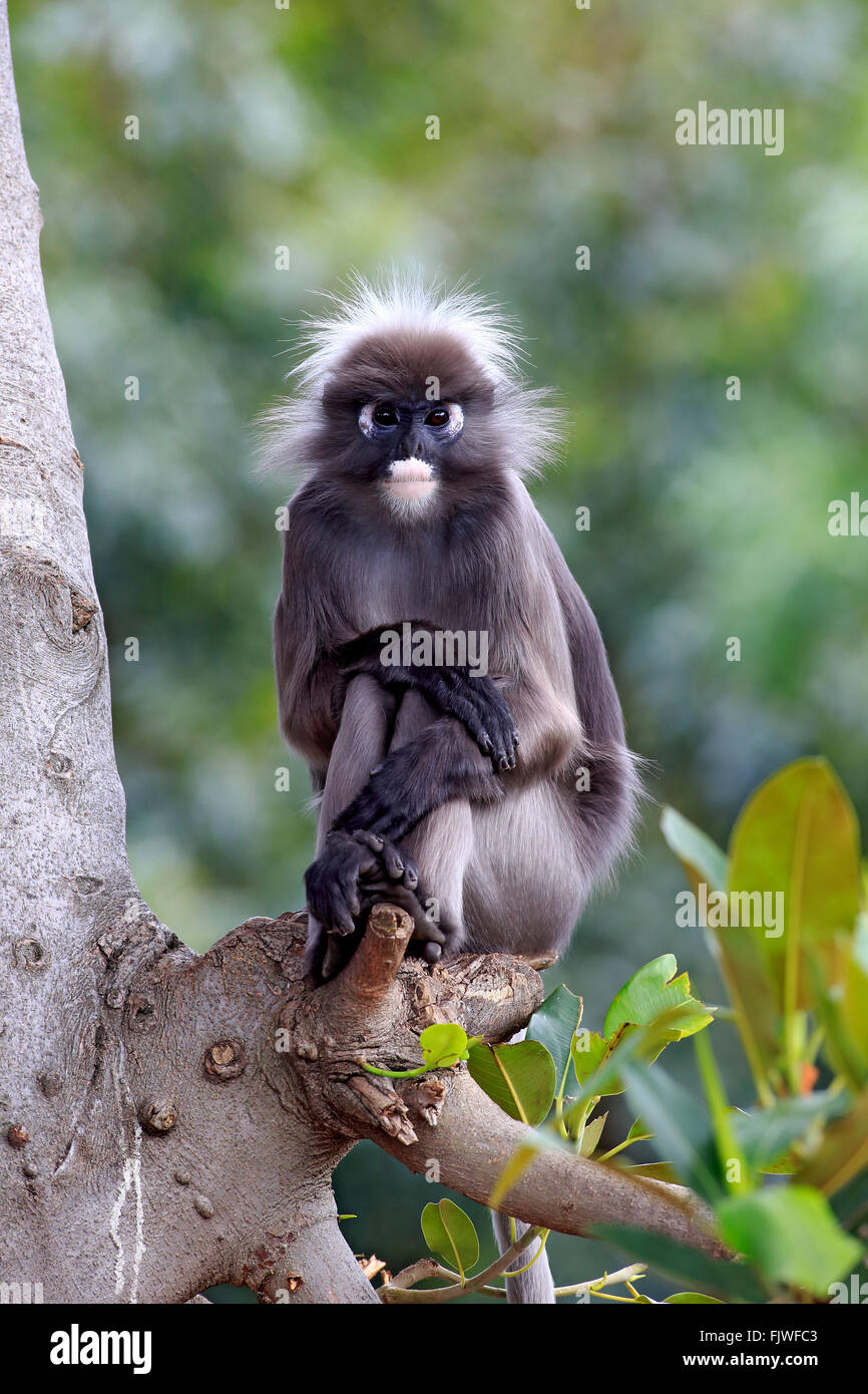 Dusky Leaf Monkey, Asia / (Trachypithecus obscurus Stock Photo - Alamy