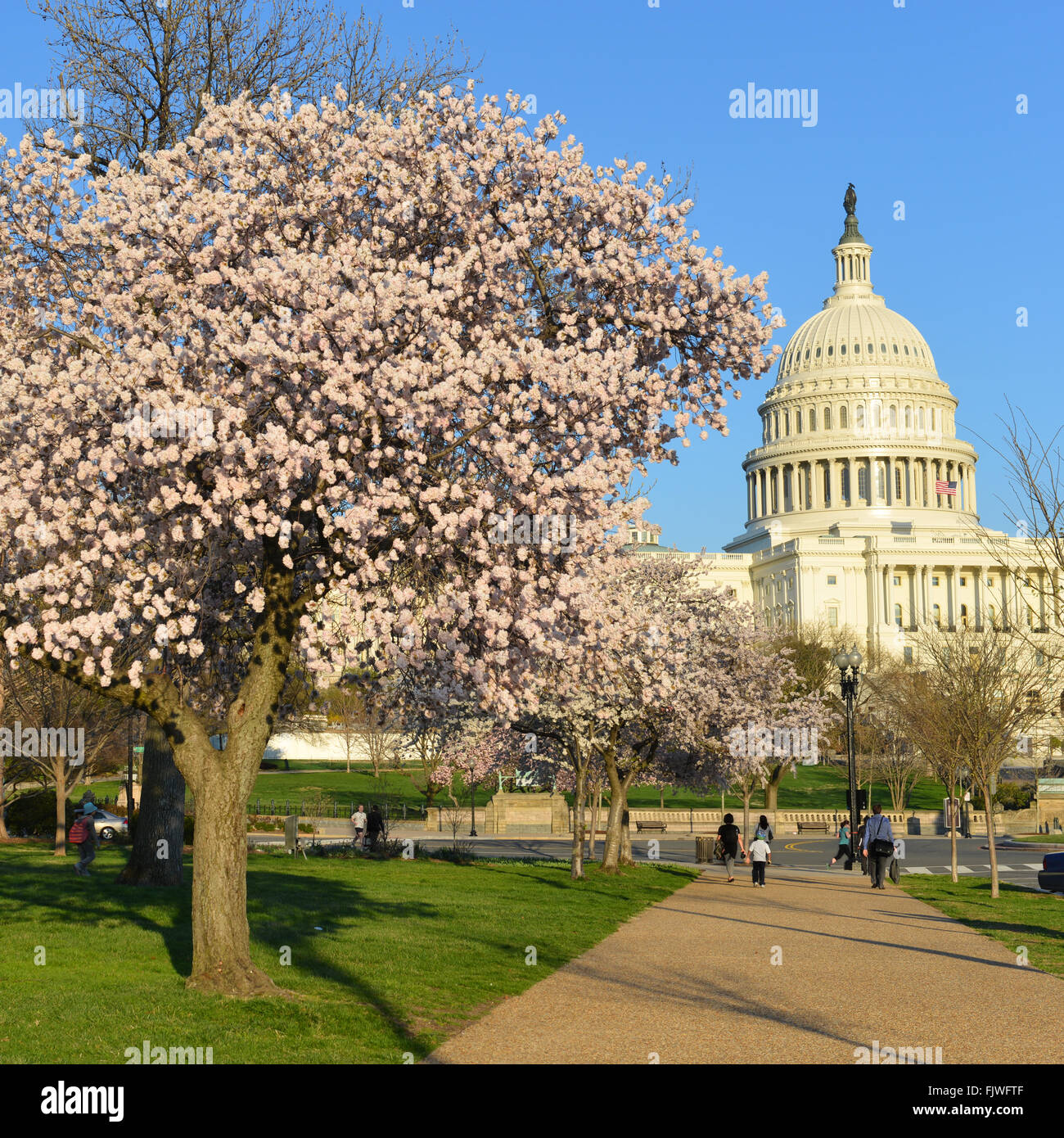 Capitol building cherry blossom hi-res stock photography and images - Alamy