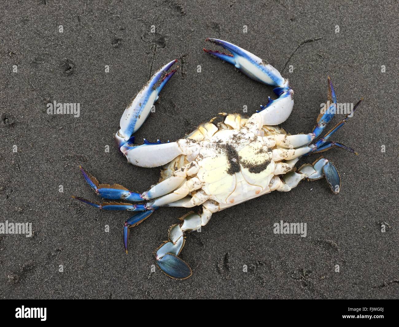 Crab in peru hi-res stock photography and images - Alamy