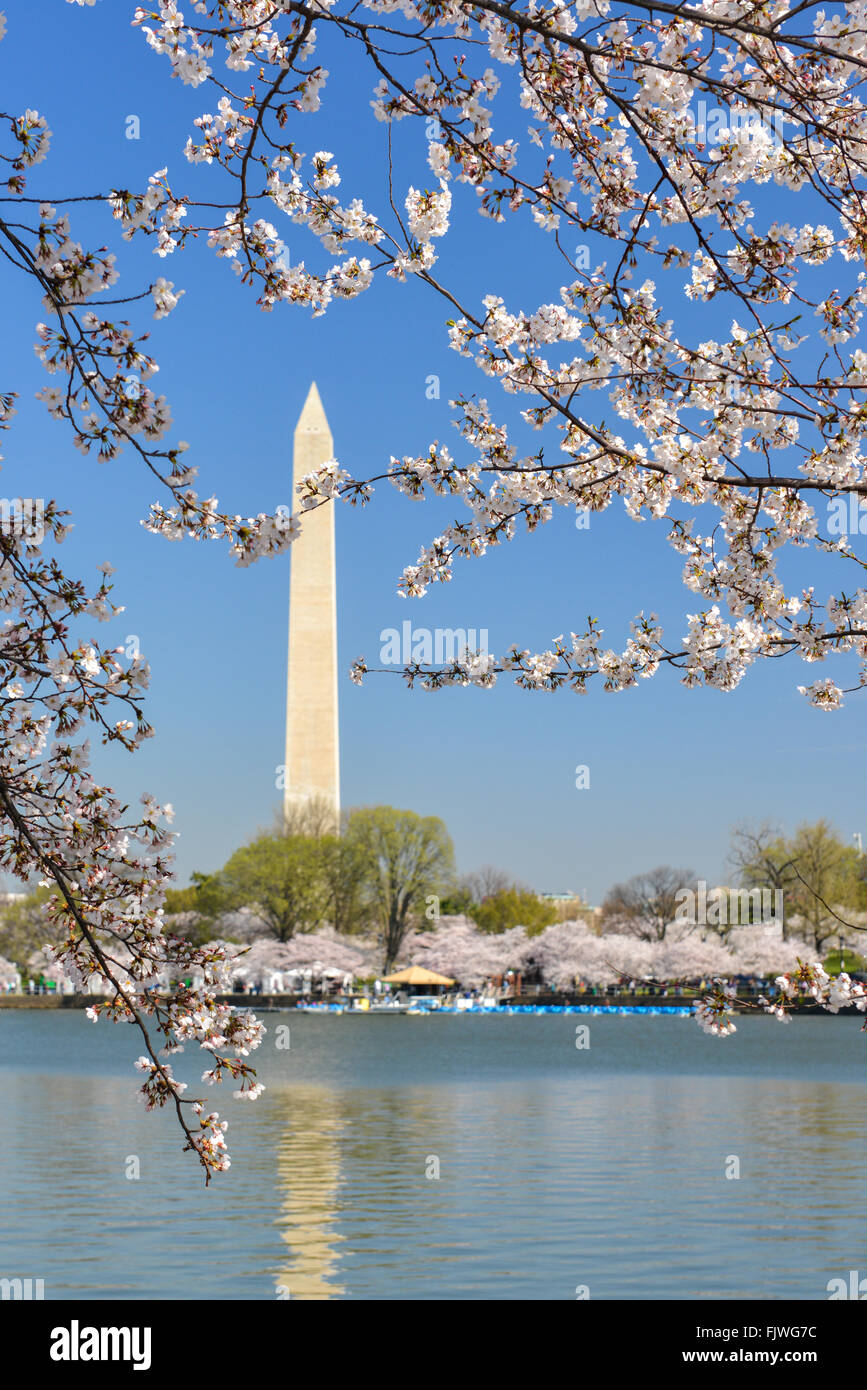 George washington cherry tree hi-res stock photography and images - Alamy