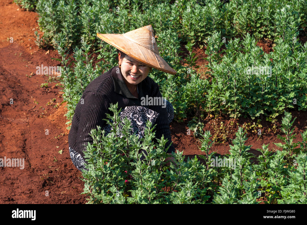 Burmese woman working on a plantation, wearing traditional Thanaka ...