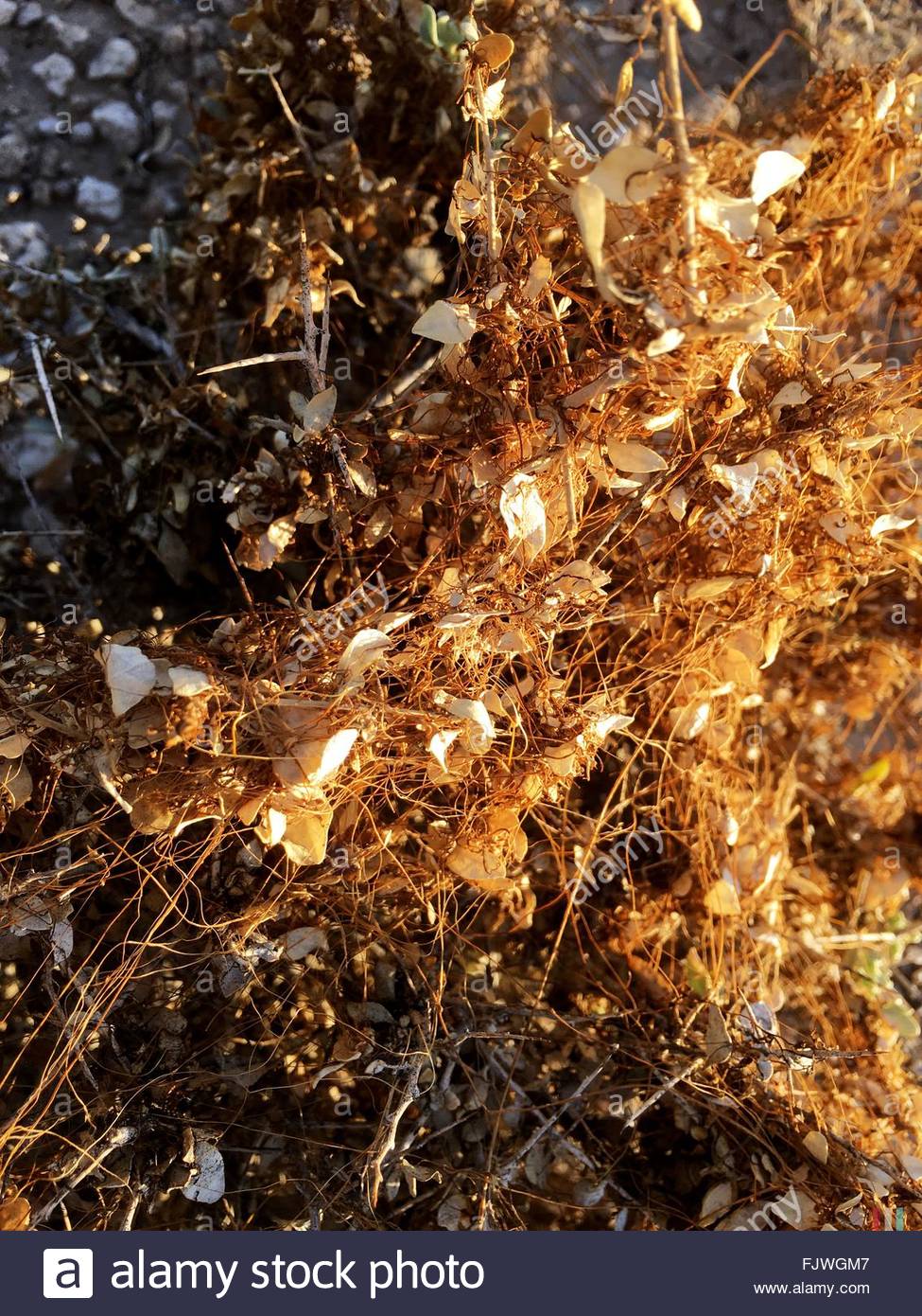 Tangled Plant Stock Photos & Tangled Plant Stock Images - Alamy
