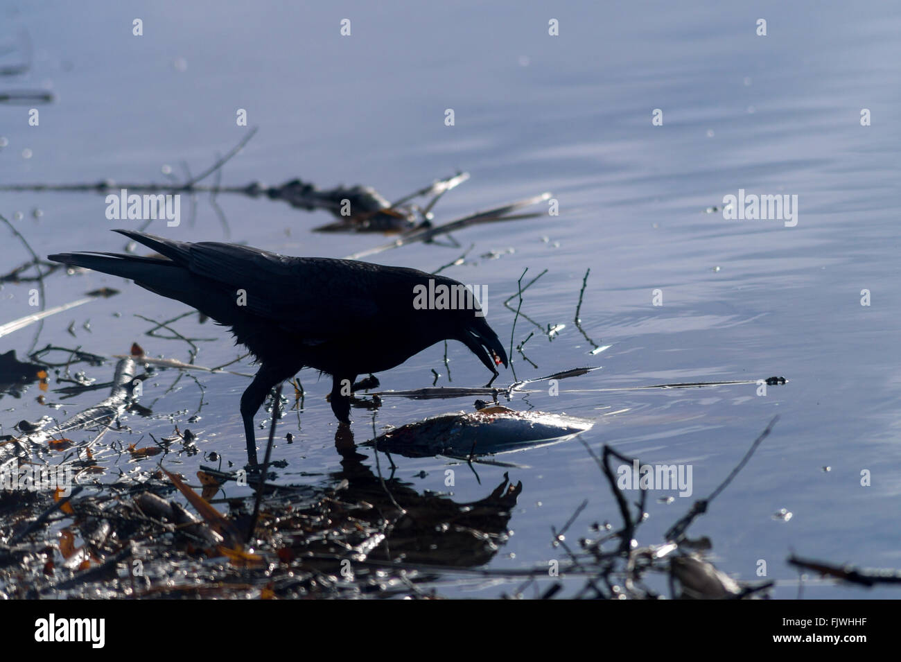 Crow eating dead crow hi-res stock photography and images - Alamy