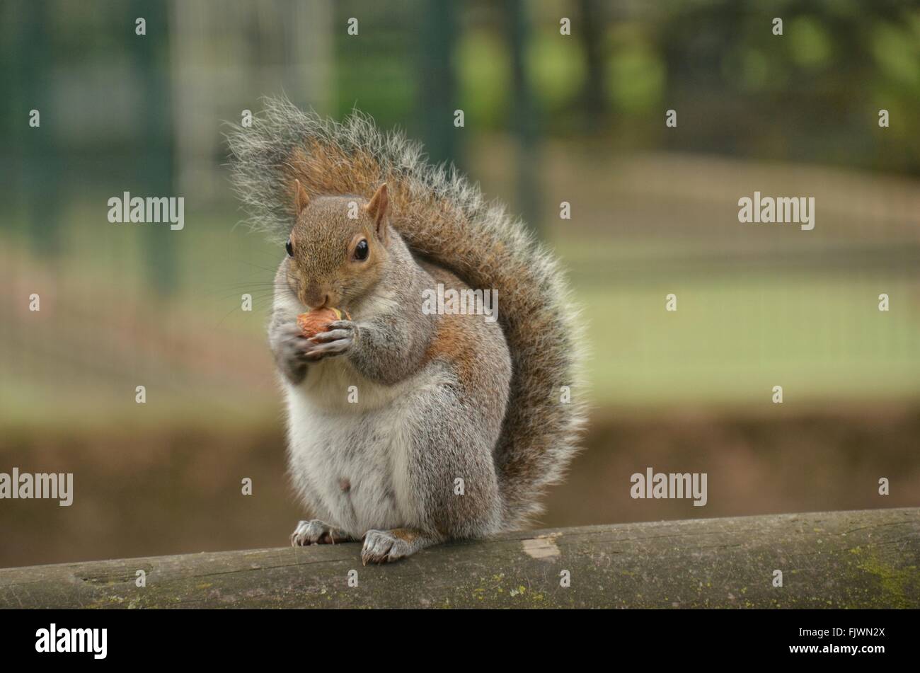 Nut Eating Animals High Resolution Stock Photography and Images - Alamy