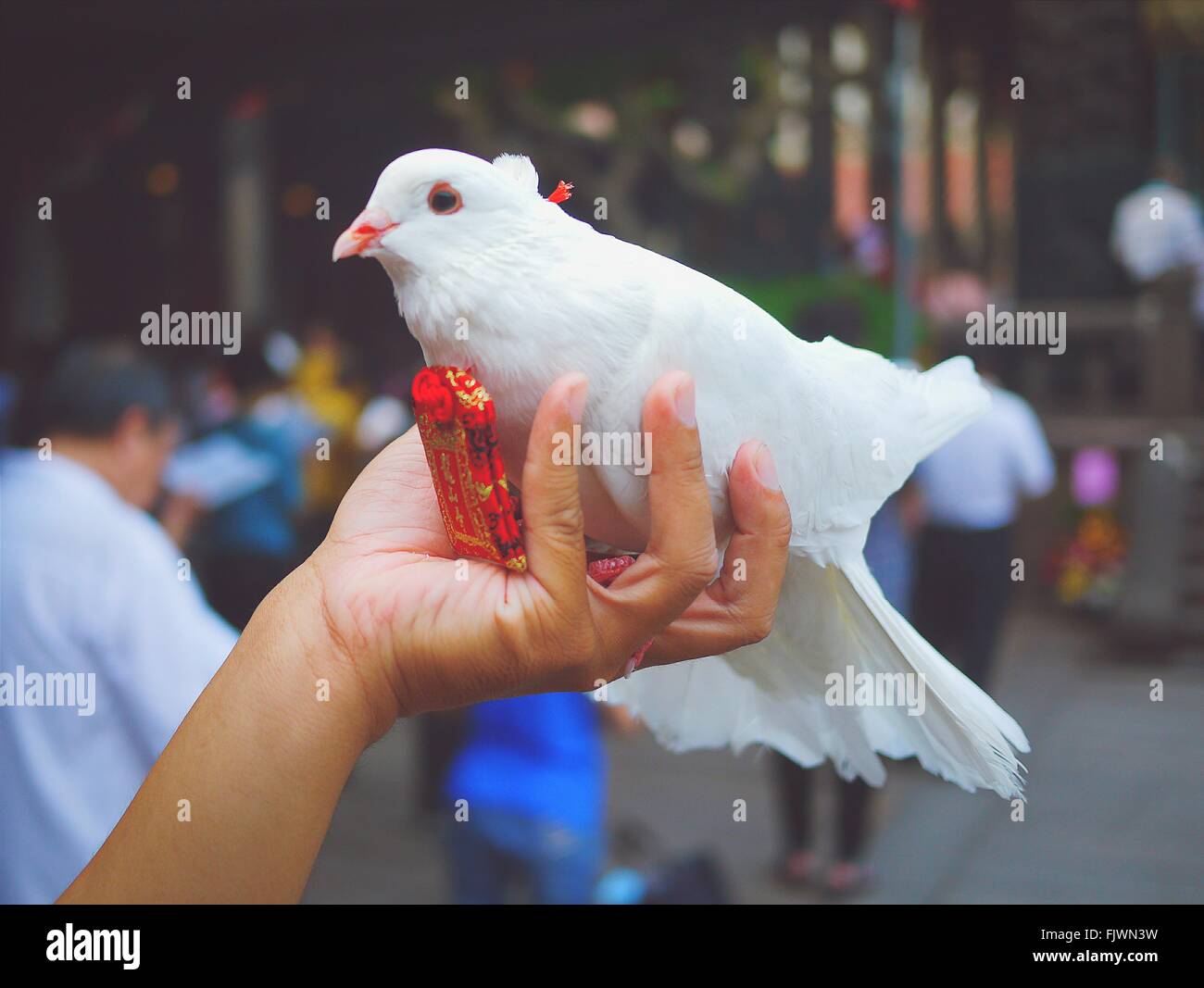 Hand holding dove hi-res stock photography and images - Alamy