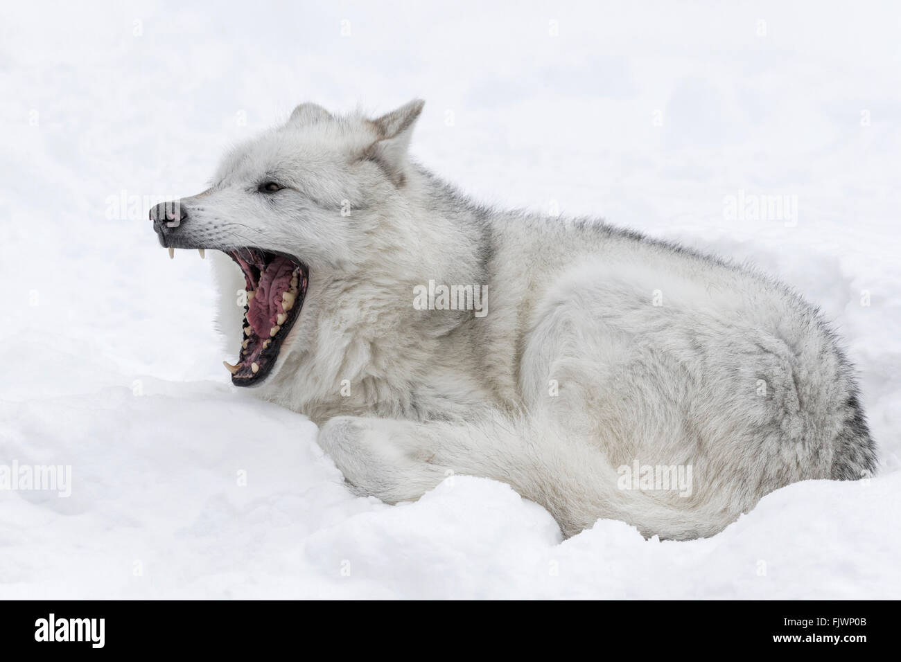 Wolf head mouth hi-res stock photography and images - Alamy