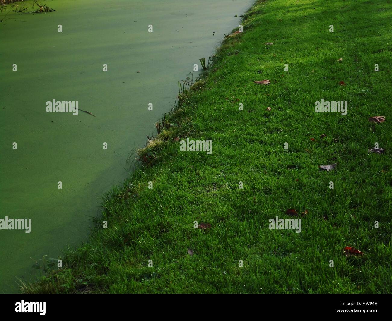 Green lake algae hi-res stock photography and images - Alamy