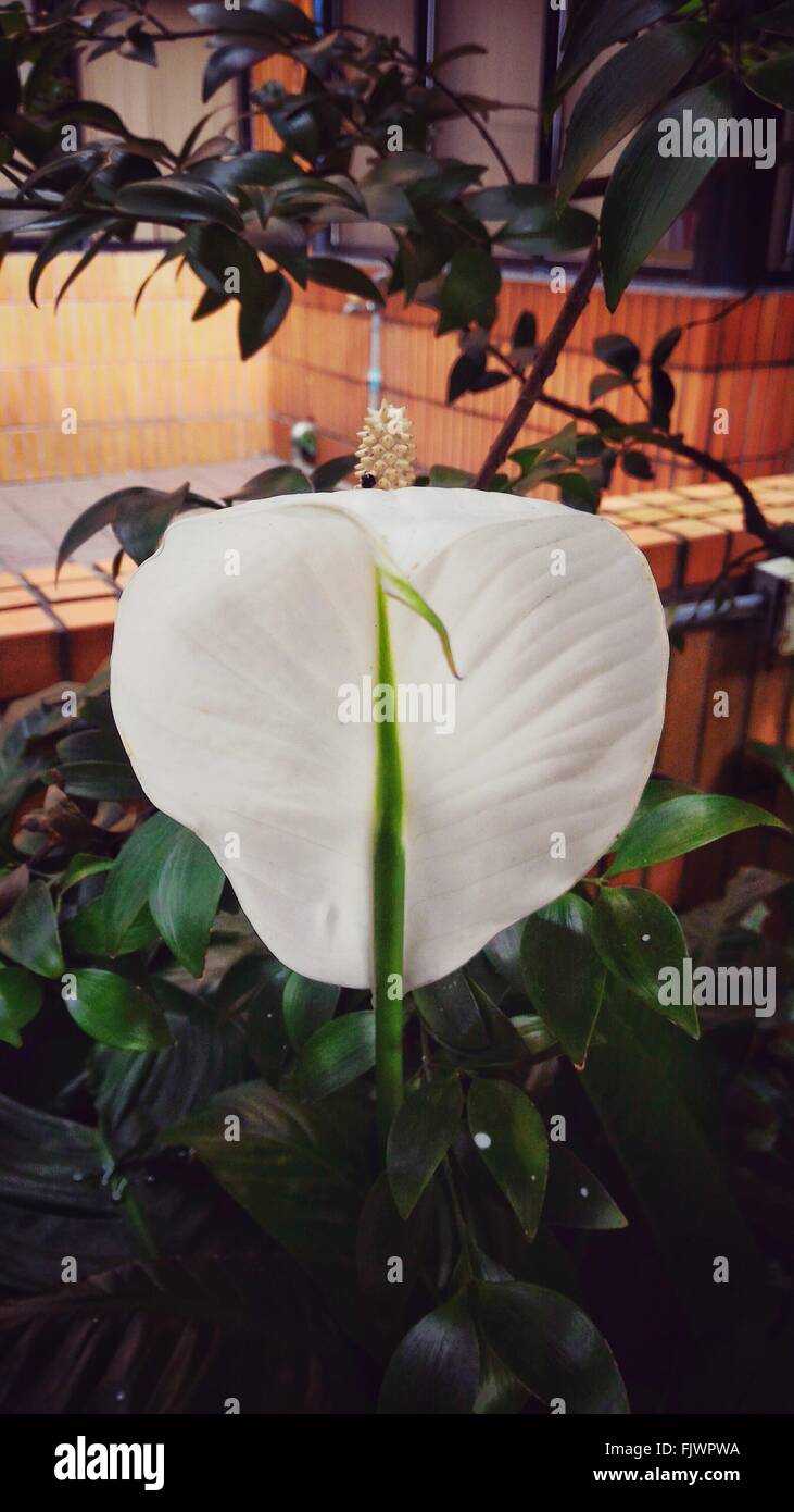 Calla lily growing field calla lily hi-res stock photography and images ...