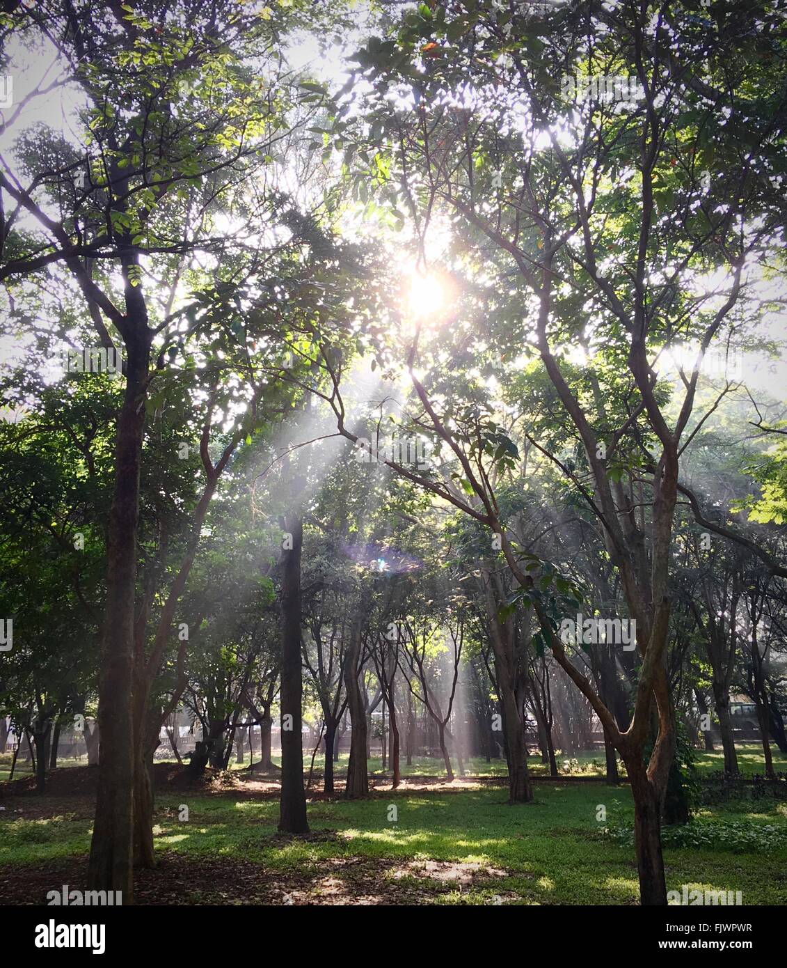 Sunbeam Through Trees In Park Stock Photo - Alamy