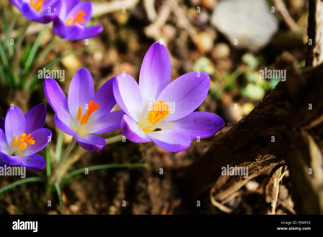 Group of purple crocuses Stock Photo - Alamy