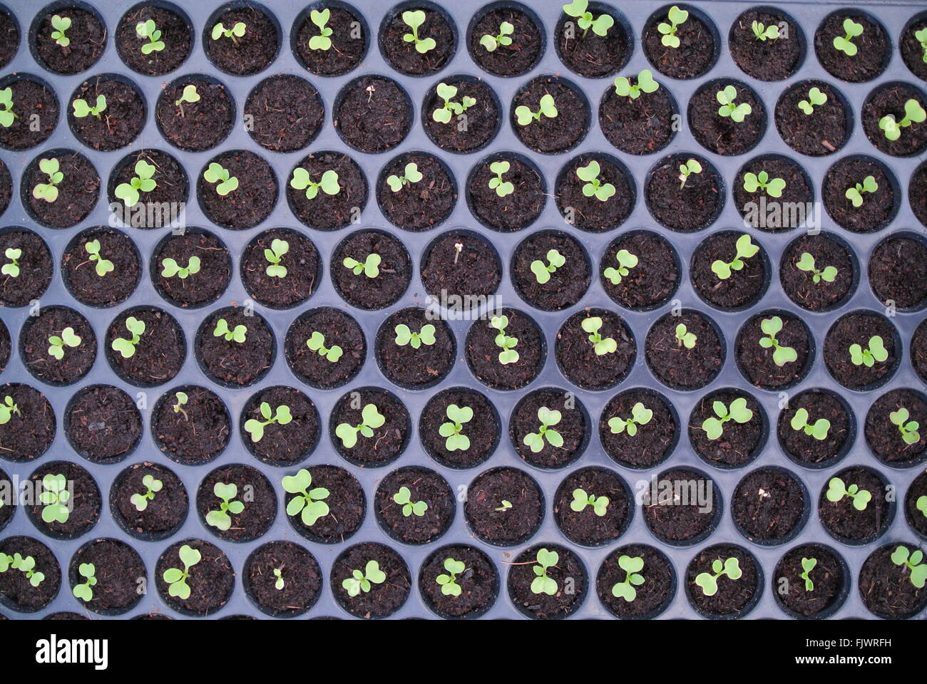 Full Frame Shot Of Lettuce Growing In Seedling Tray Stock Photo - Alamy