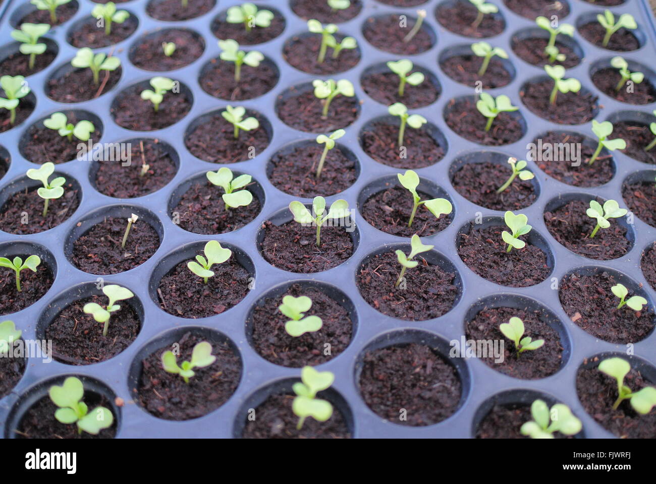 Seedling Tray High Resolution Stock Photography and Images - Alamy