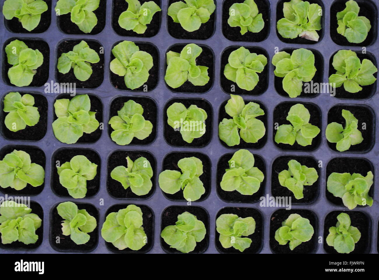 Growing Lettuce And Tray Stock Photos & Growing Lettuce And Tray Stock ...