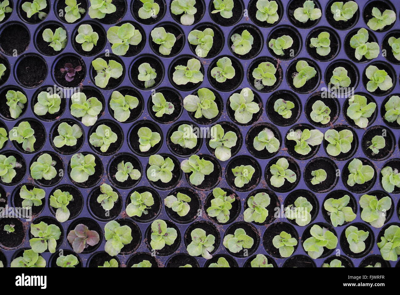 Growing Lettuce And Tray Stock Photos & Growing Lettuce And Tray Stock ...