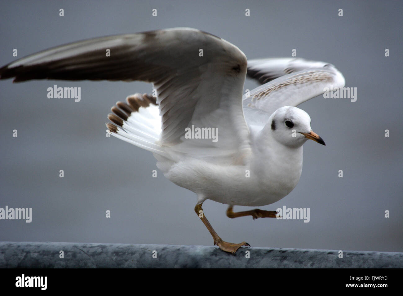 Close-Up Of Seagull With Spread Wings Stock Photo - Alamy