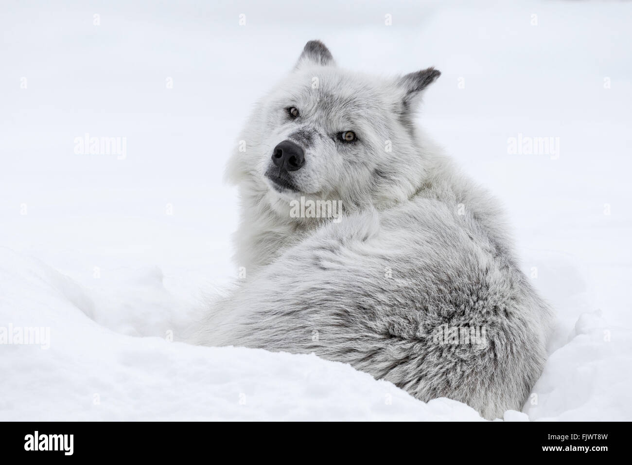 Grey wolf (canis lupus) yellowstone hi-res stock photography and images ...