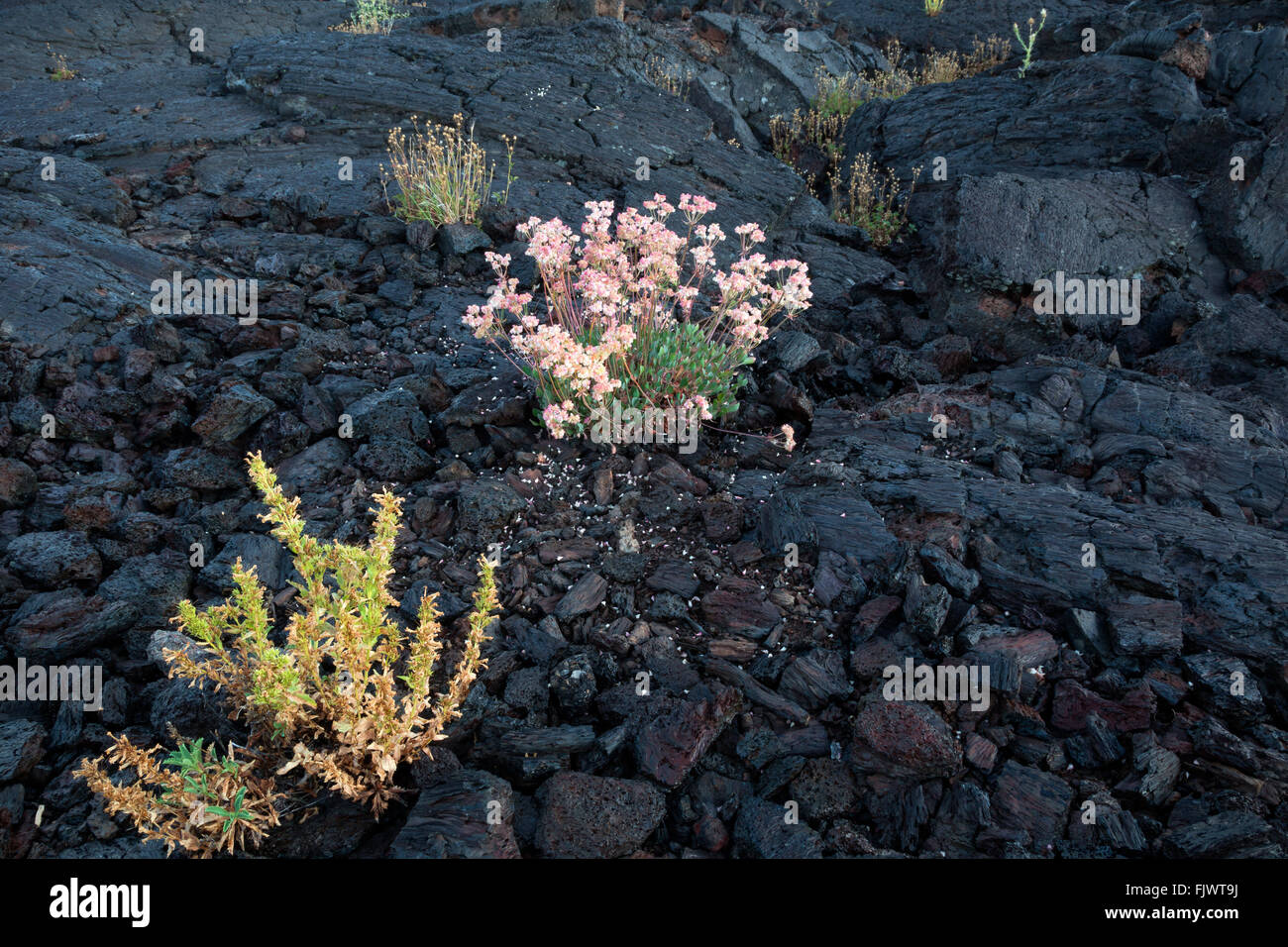 ID00489-00...IDAHO - Plants growing on the lava flow in Craters of the ...