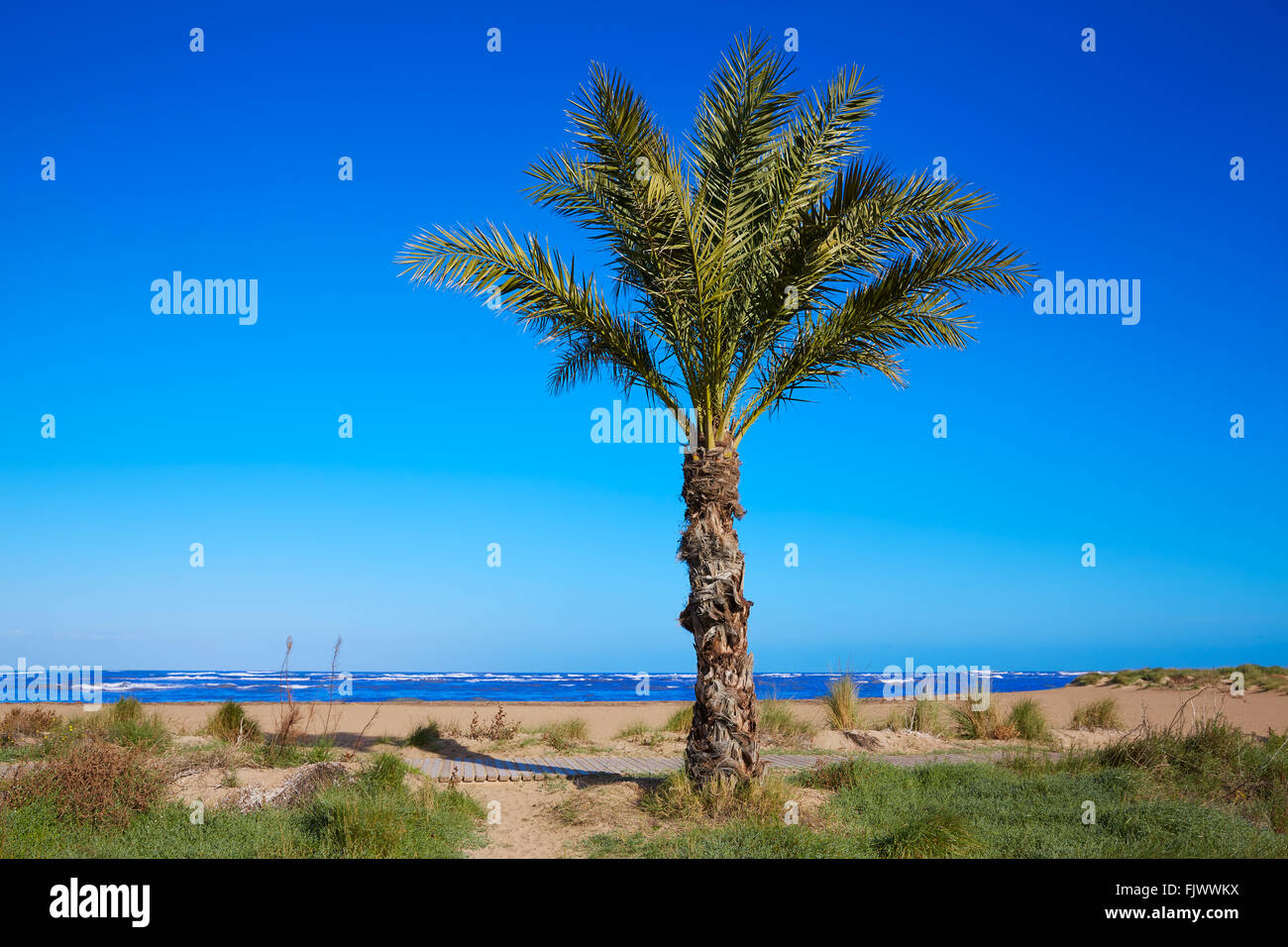 Denia beach Las Marinas with palm trees in Mediterranean Alicante of ...