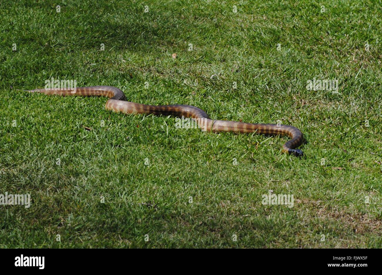 Australian black snake hi-res stock photography and images - Alamy