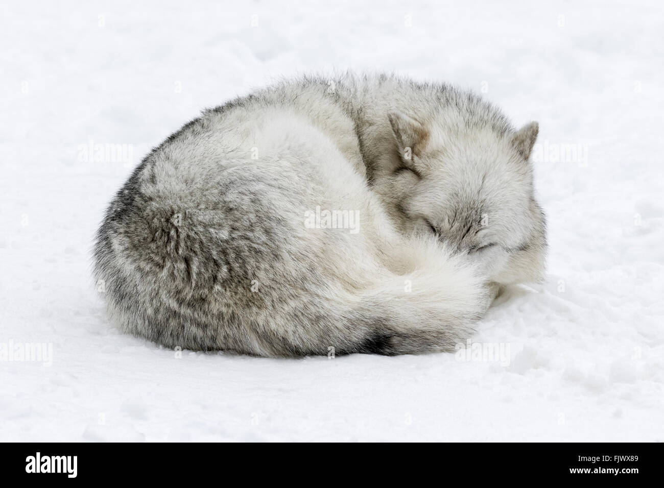 Wolf curled up hi-res stock photography and images - Alamy