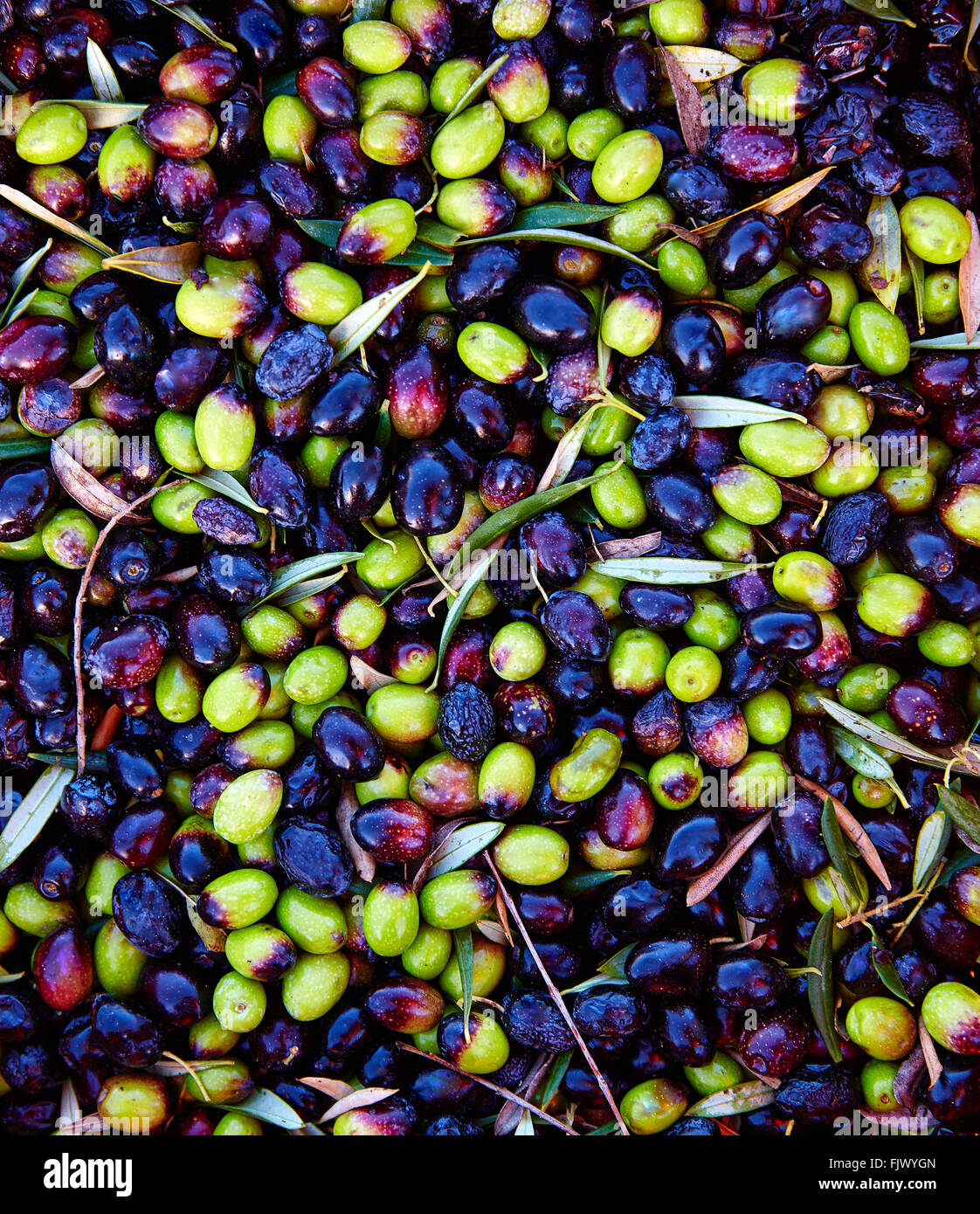 Olives texture in harvest at Mediterranean Spain Stock Photo - Alamy
