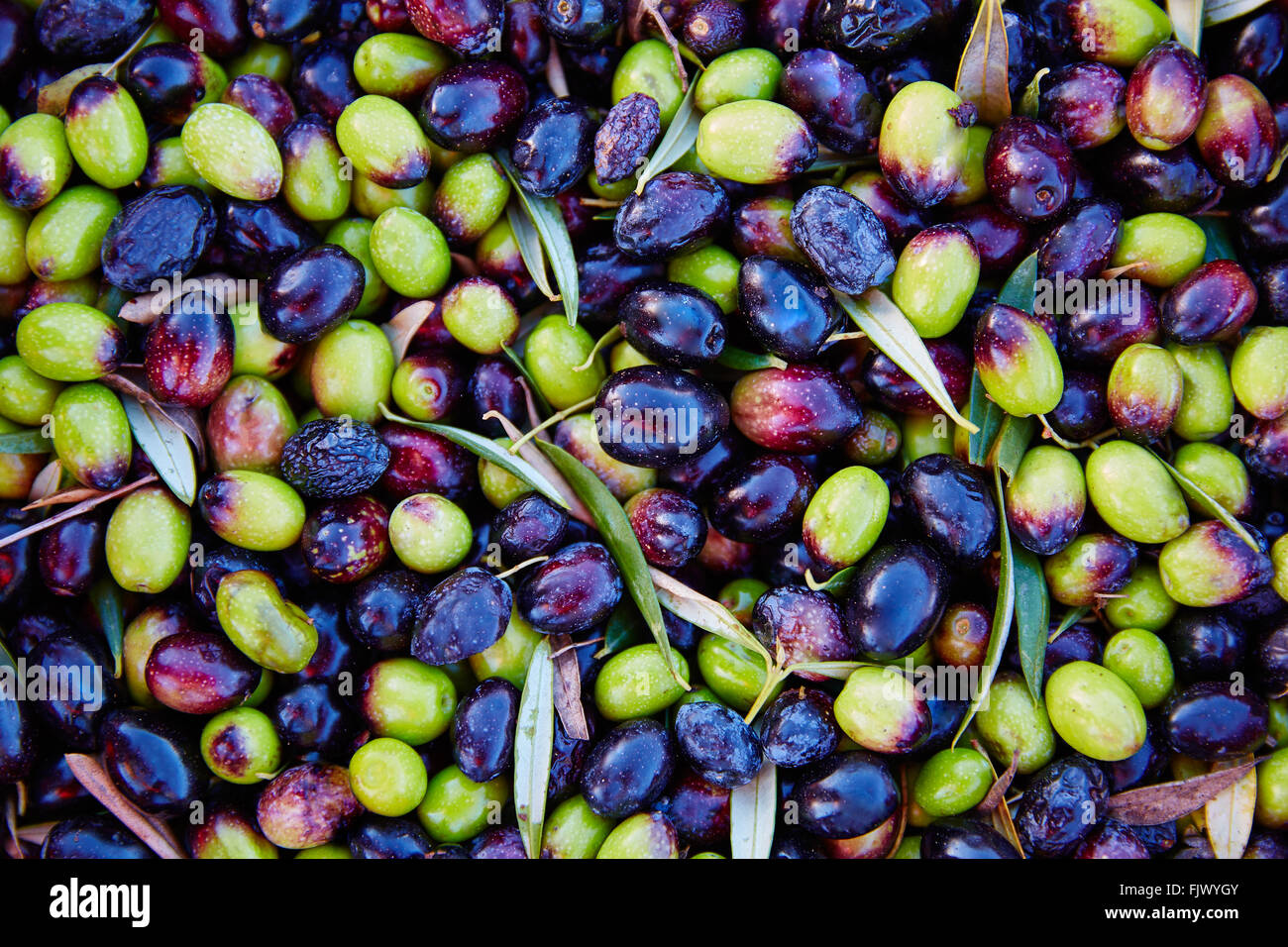 Olives texture in harvest at Mediterranean Spain Stock Photo - Alamy