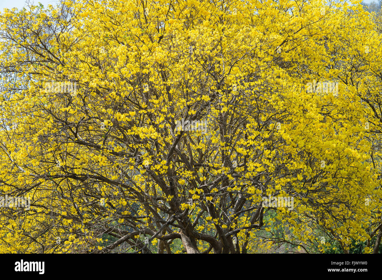 Tree Yellow on summer,thailand,asia Stock Photo - Alamy