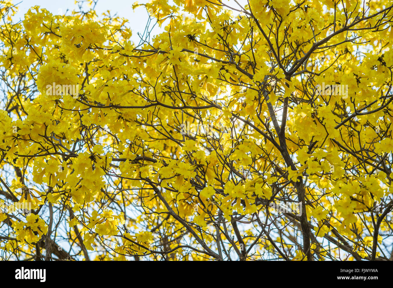 Summer thailand hi-res stock photography and images - Alamy