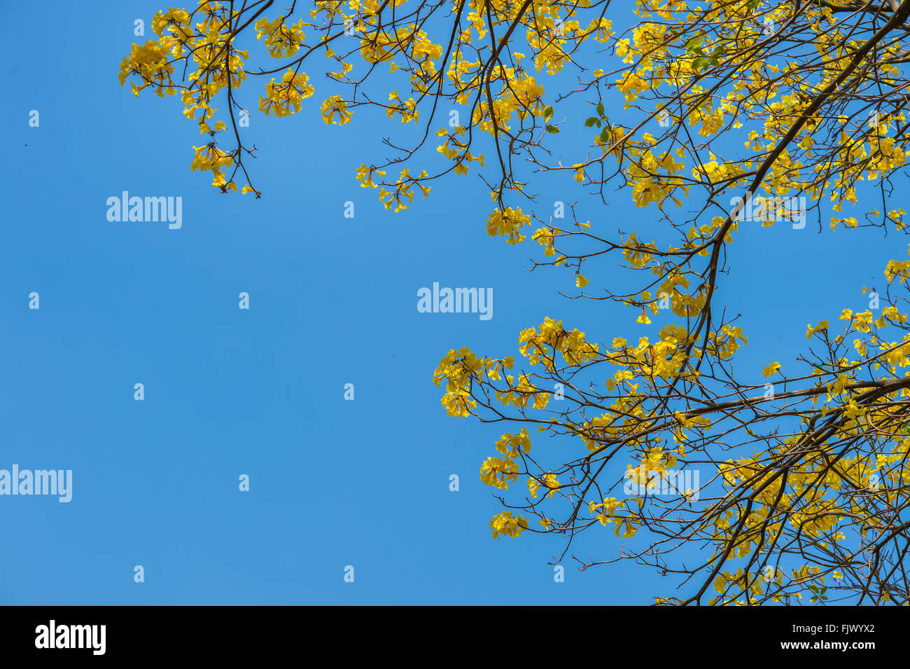 Tree Yellow on summer,thailand,asia Stock Photo - Alamy
