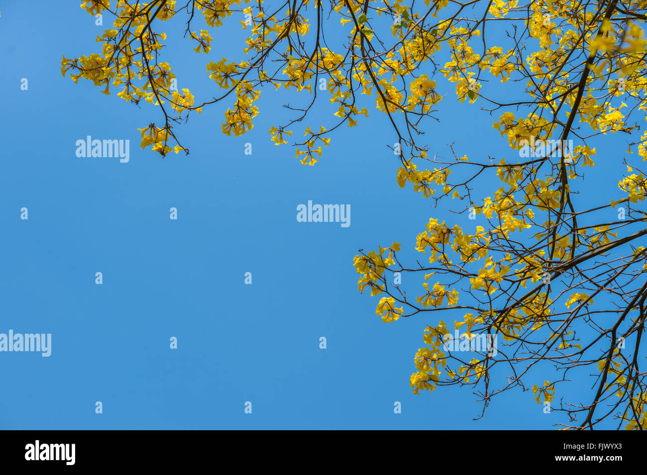 Cochlospermum regium tree hi-res stock photography and images - Alamy