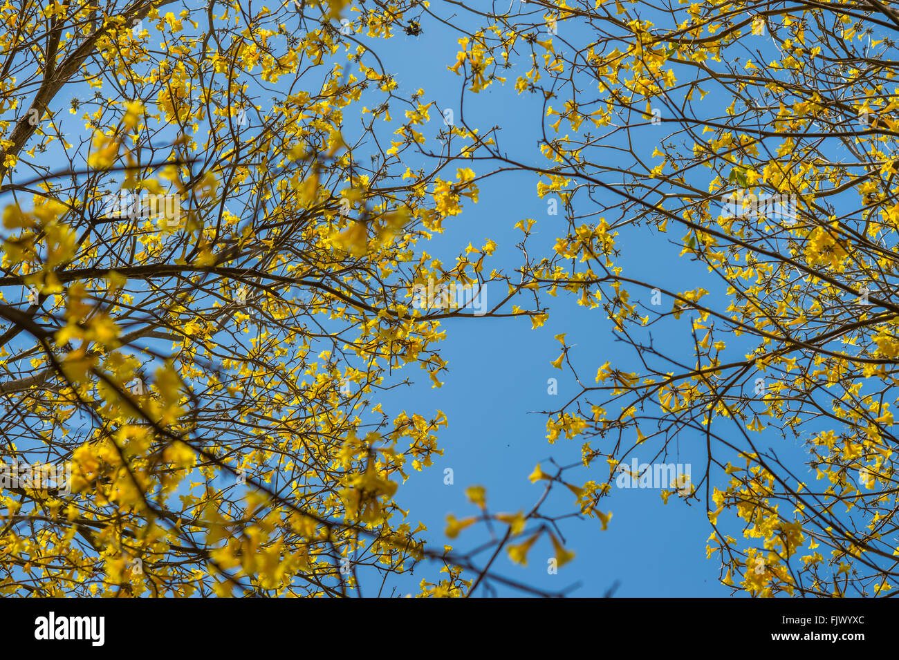 Cochlospermum regium tree hi-res stock photography and images - Alamy